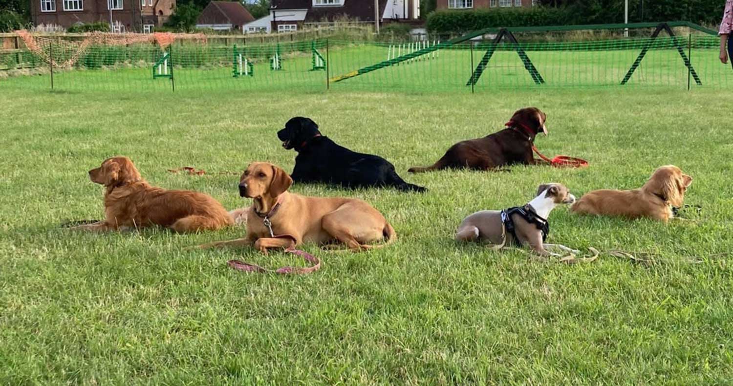 How to train an Italian Greyhound