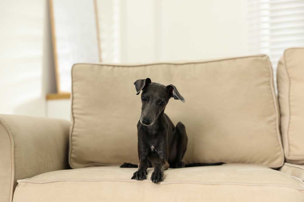 All about Italian Greyhounds - FAQs - Italian Greyhound Breed Active ...