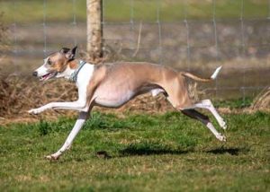 All about Italian Greyhounds - FAQs - Italian Greyhound Breed Active ...