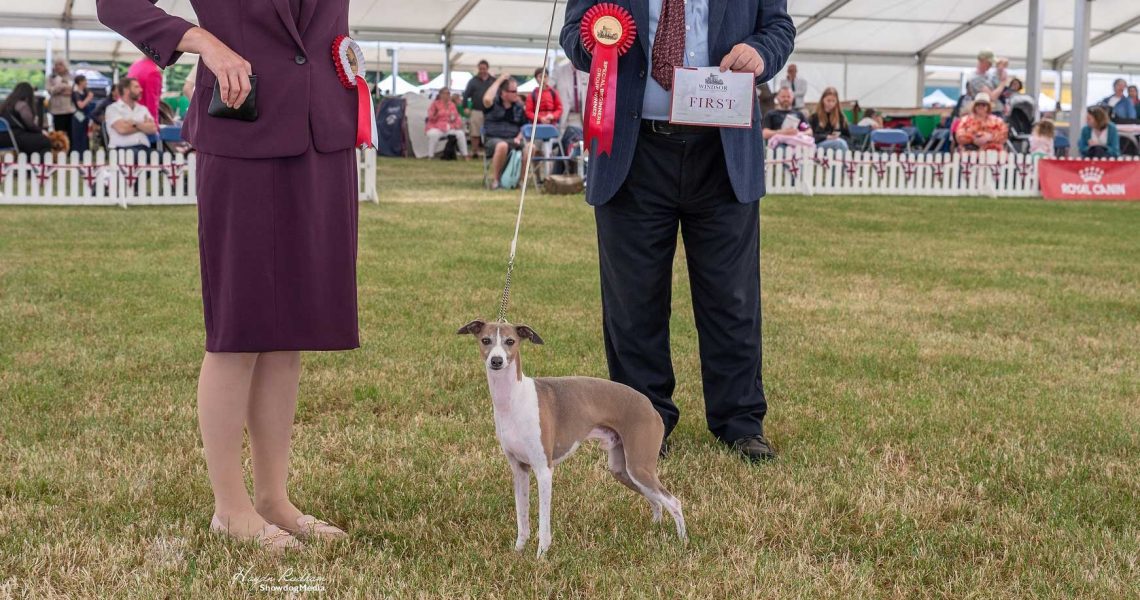 Attending your first Championship Dog Show - Italian Greyhound Breed ...