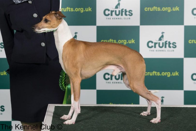 Meet the Italian Greyhound Club - Italian Greyhound Breed Active Health ...
