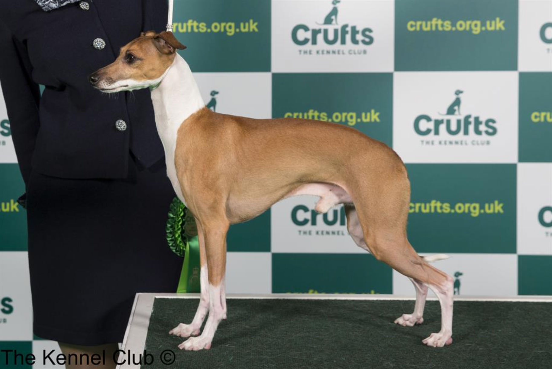Meet the Italian Greyhound Club - Italian Greyhound Breed Active Health ...