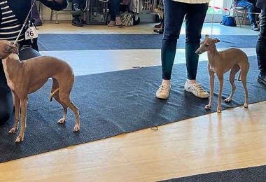 All about Italian Greyhounds - FAQs - Italian Greyhound Breed Active ...