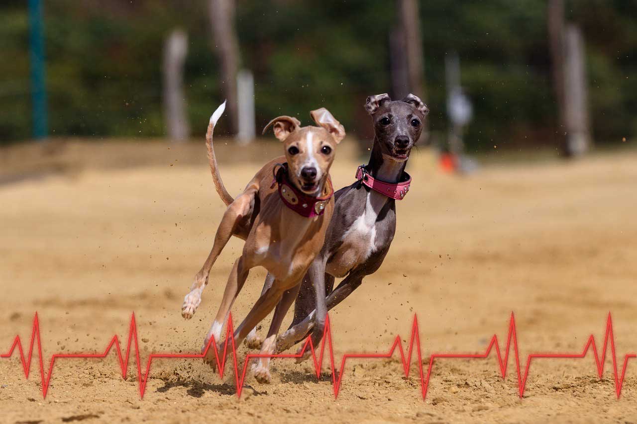 New Heart Survey of Pedigree Dogs - Italian Greyhound Breed Active ...