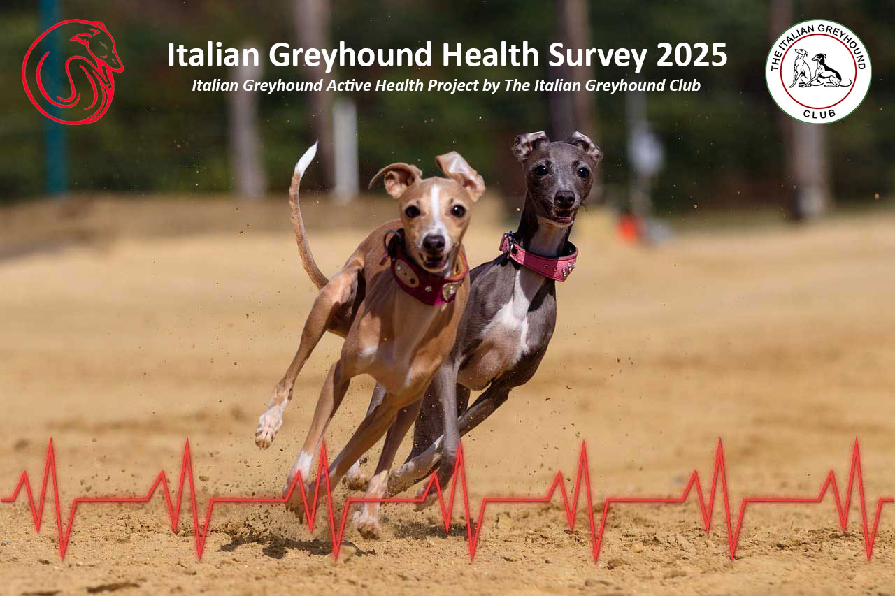 Italian Greyhound Health Survey 2025 - Results - Italian Greyhound ...